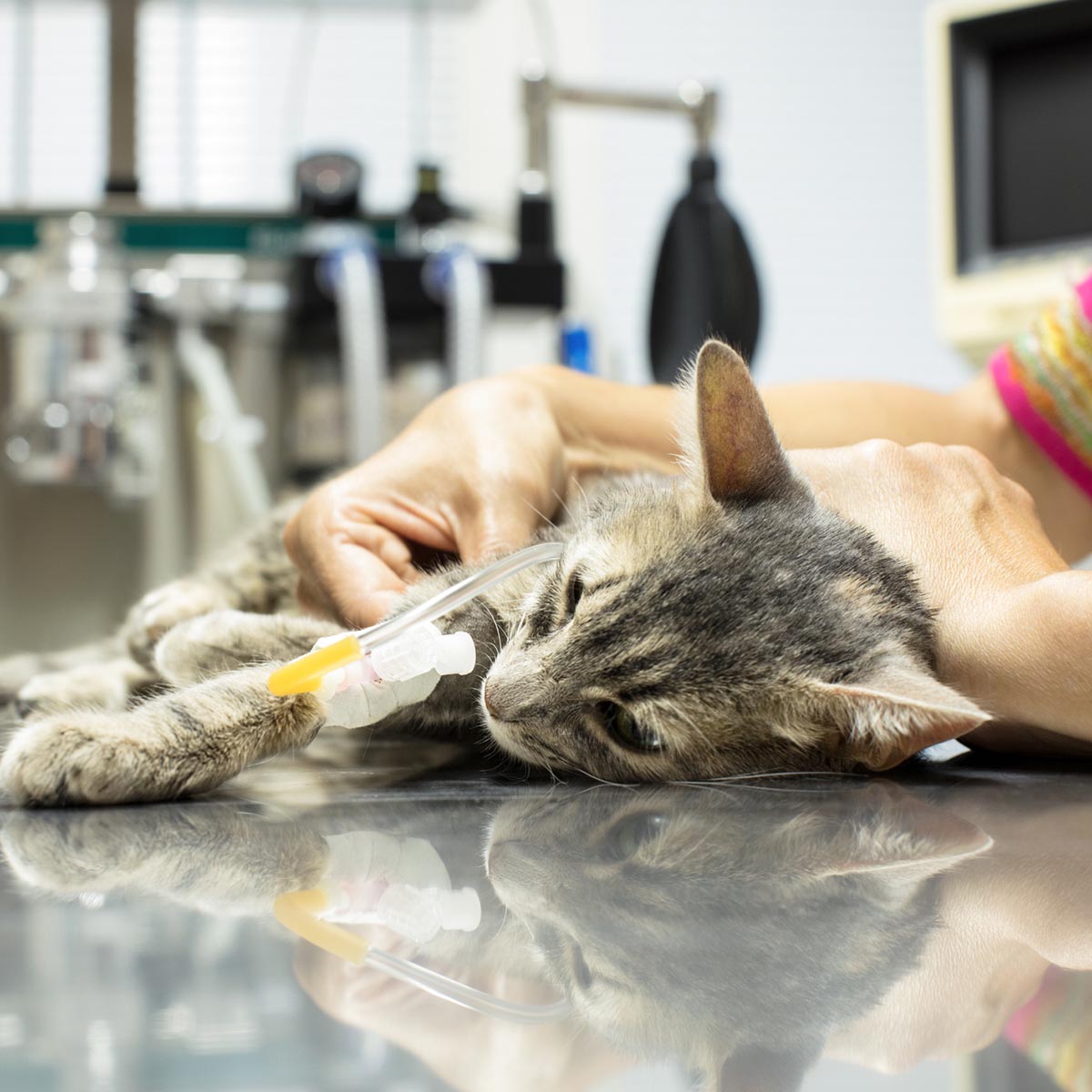 Pet Tumor Treatment in Bulverde | Bulverde Animal Hospital