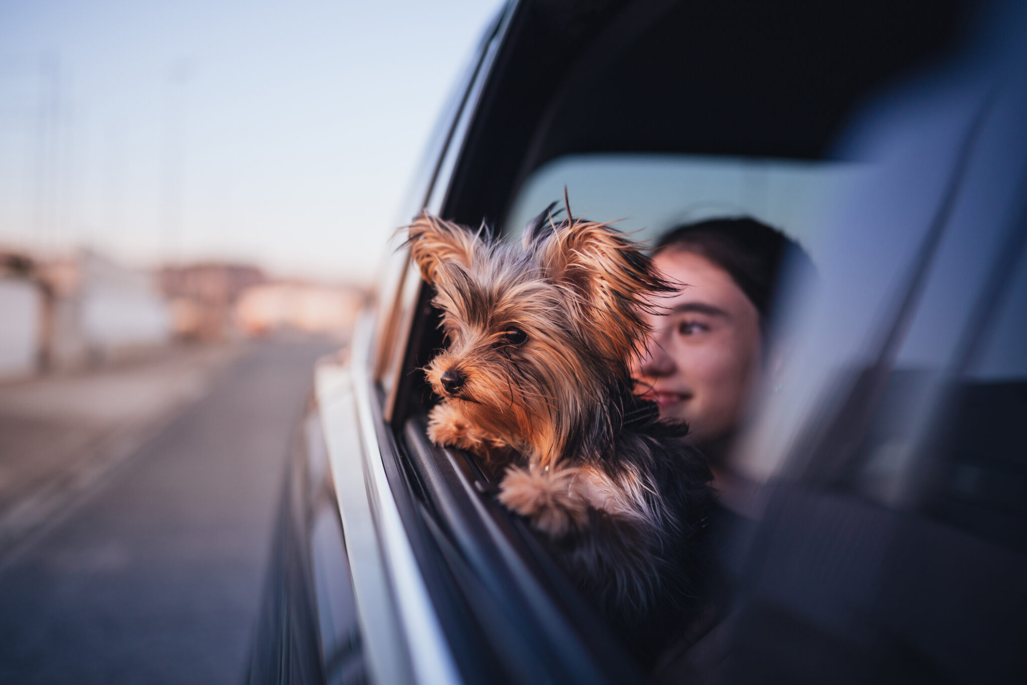 When Is It Okay To Leave Your Dog In The Car Bulverde Animal Hospital When Is It Okay To Leave Your Dog In The Car Bulverde Animal Hospital